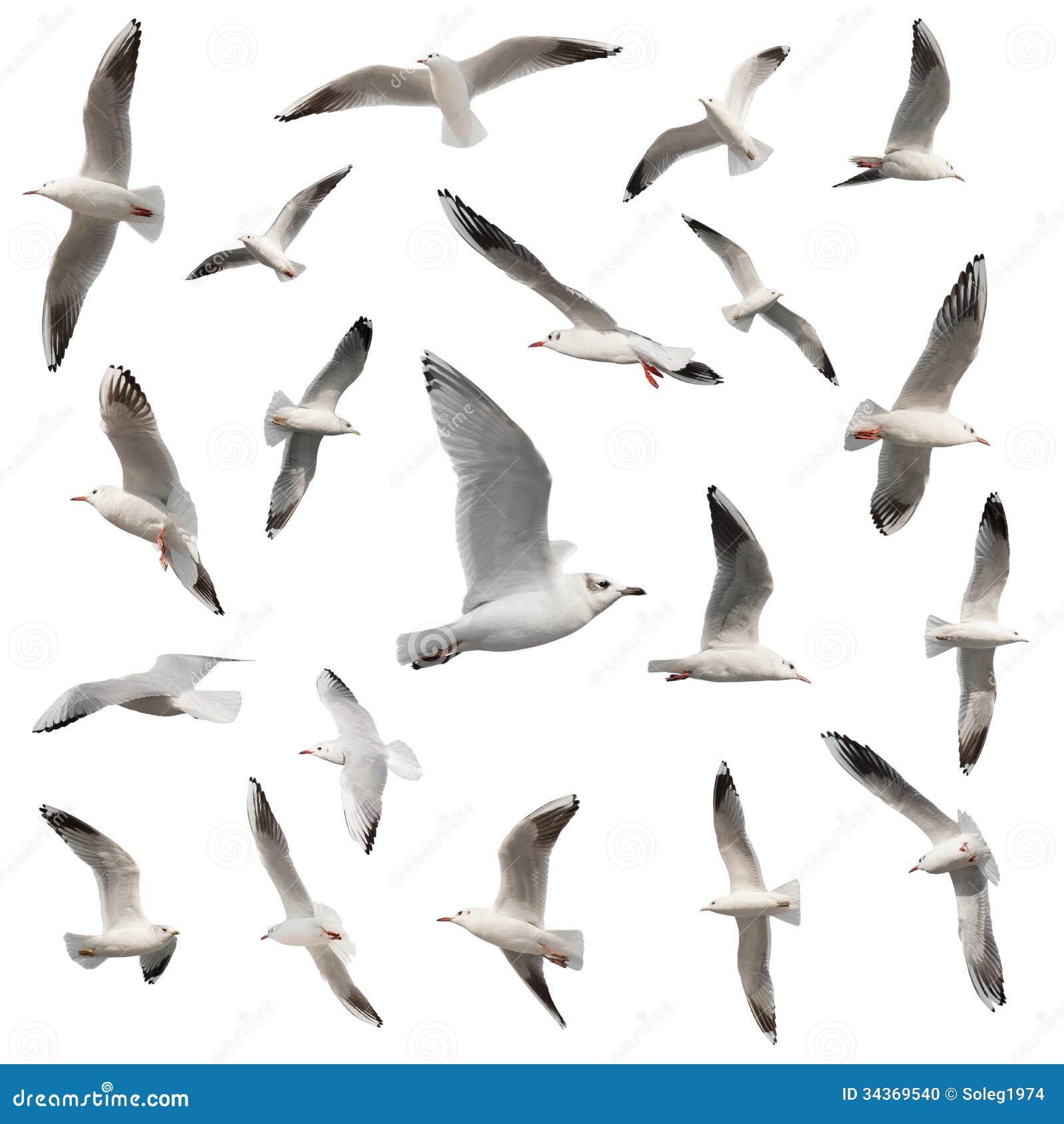 Birds collection isolated stock photo. Image of nature - 34369540