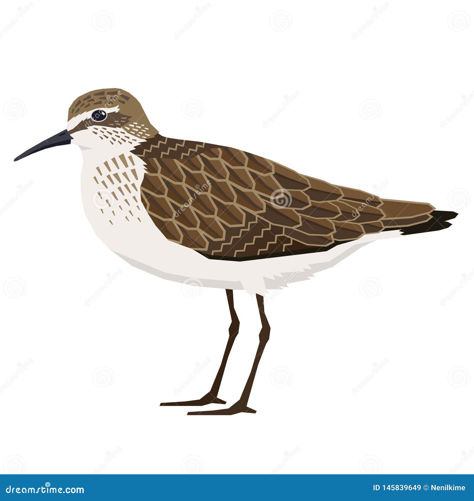Birds Collection Sandpiper Vector Illustration Isolated Object Stock ...