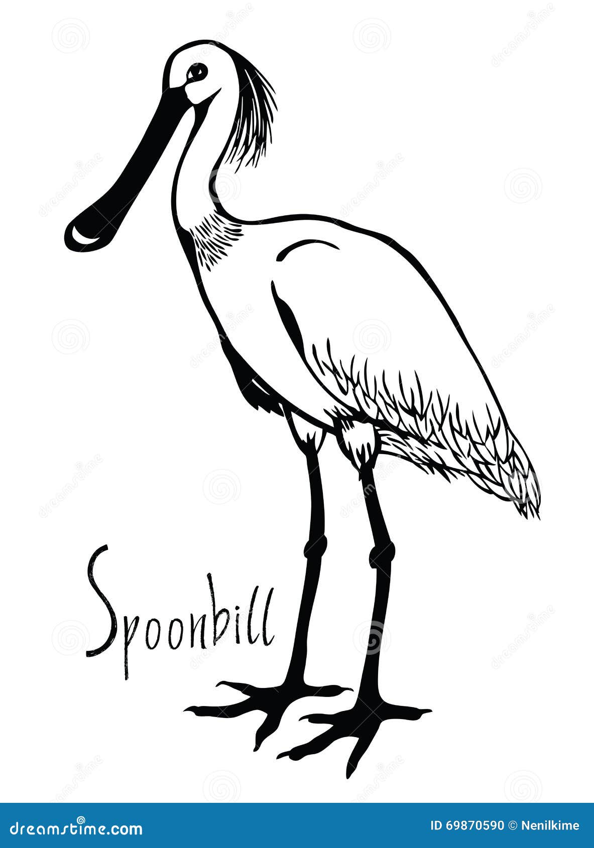 Birds Collection Spoonbill Black and White Vector Stock Vector ...