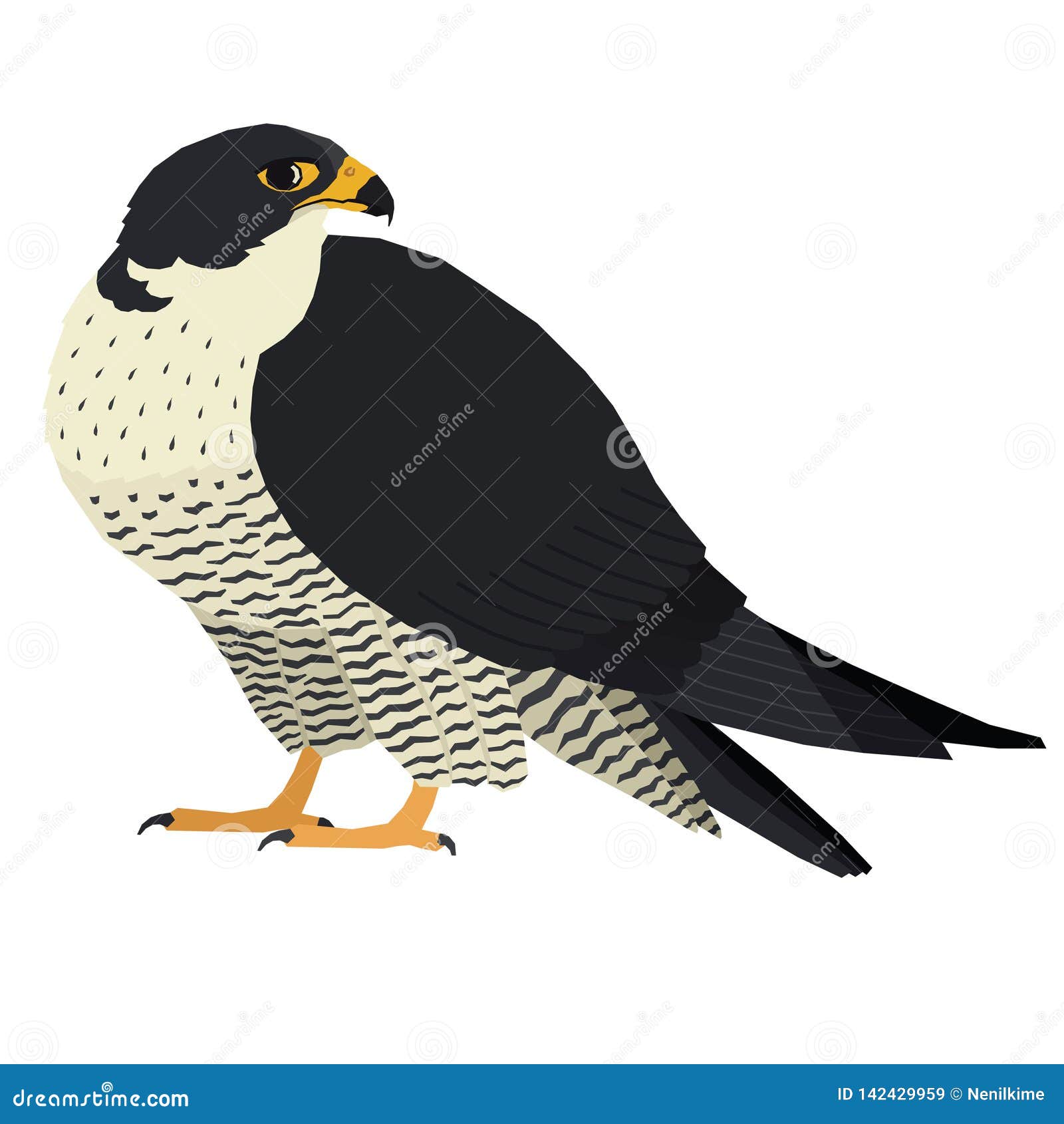 Birds Collection Vector Illustration of a Peregrine Falcon Isolated ...