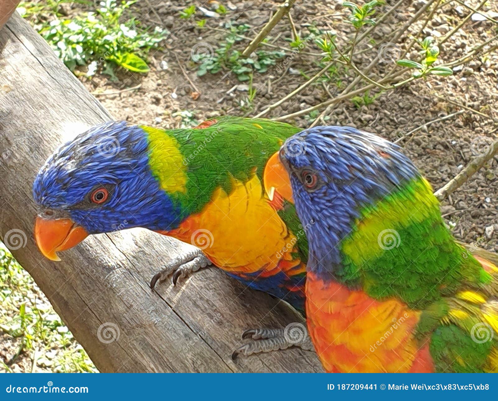 Birds colorful friends stock image. Image of macaw, parakeet - 187209441