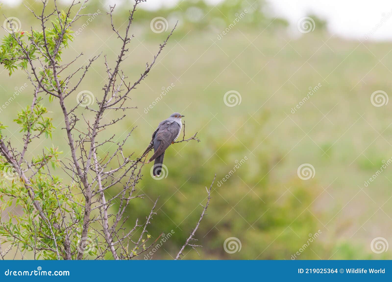 Birds Common Cuckoo Cuculus Canorus. in the Habitat Stock Photo - Image ...