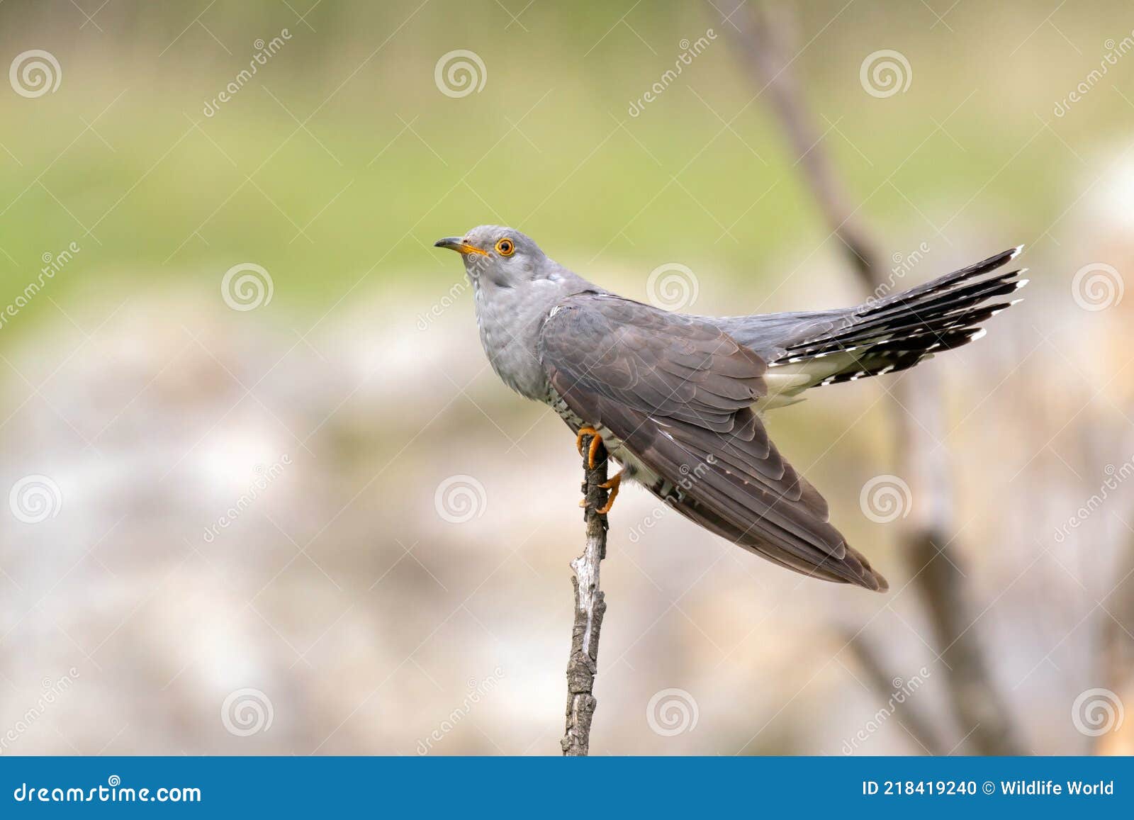Birds Common Cuckoo Cuculus Canorus. in the Wild Stock Photo - Image of ...