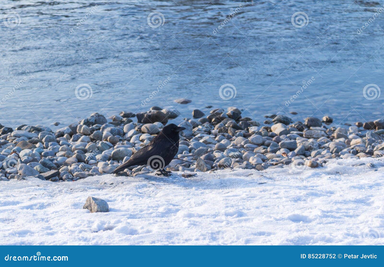 Birds - Common Raven Corvus Corax in Winter Time Stock Photo - Image of ...