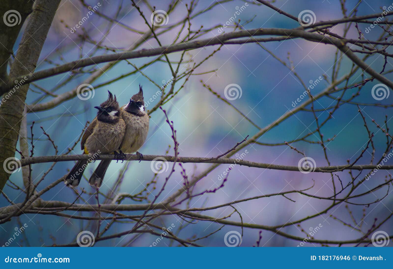 Birds couple love nature stock photo. Image of animal - 182176946