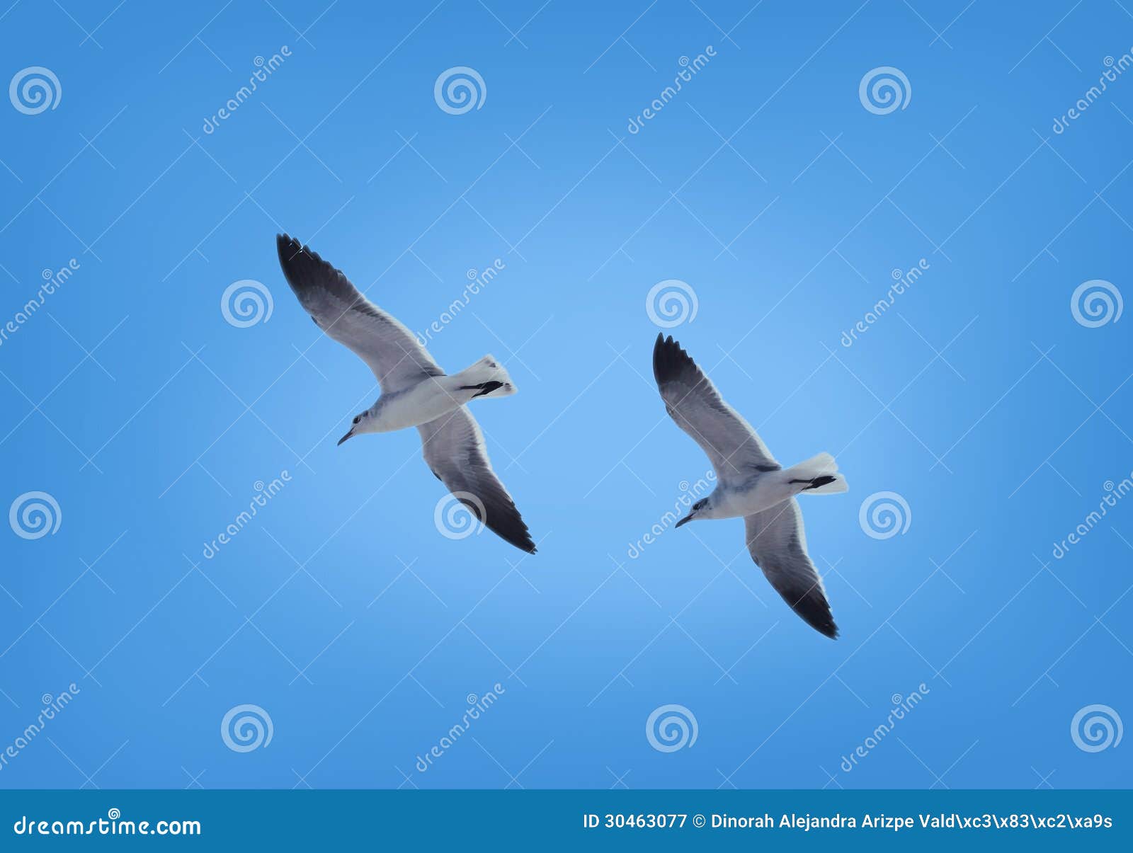 Birds couple stock image. Image of romance, couple, seagull - 30463077