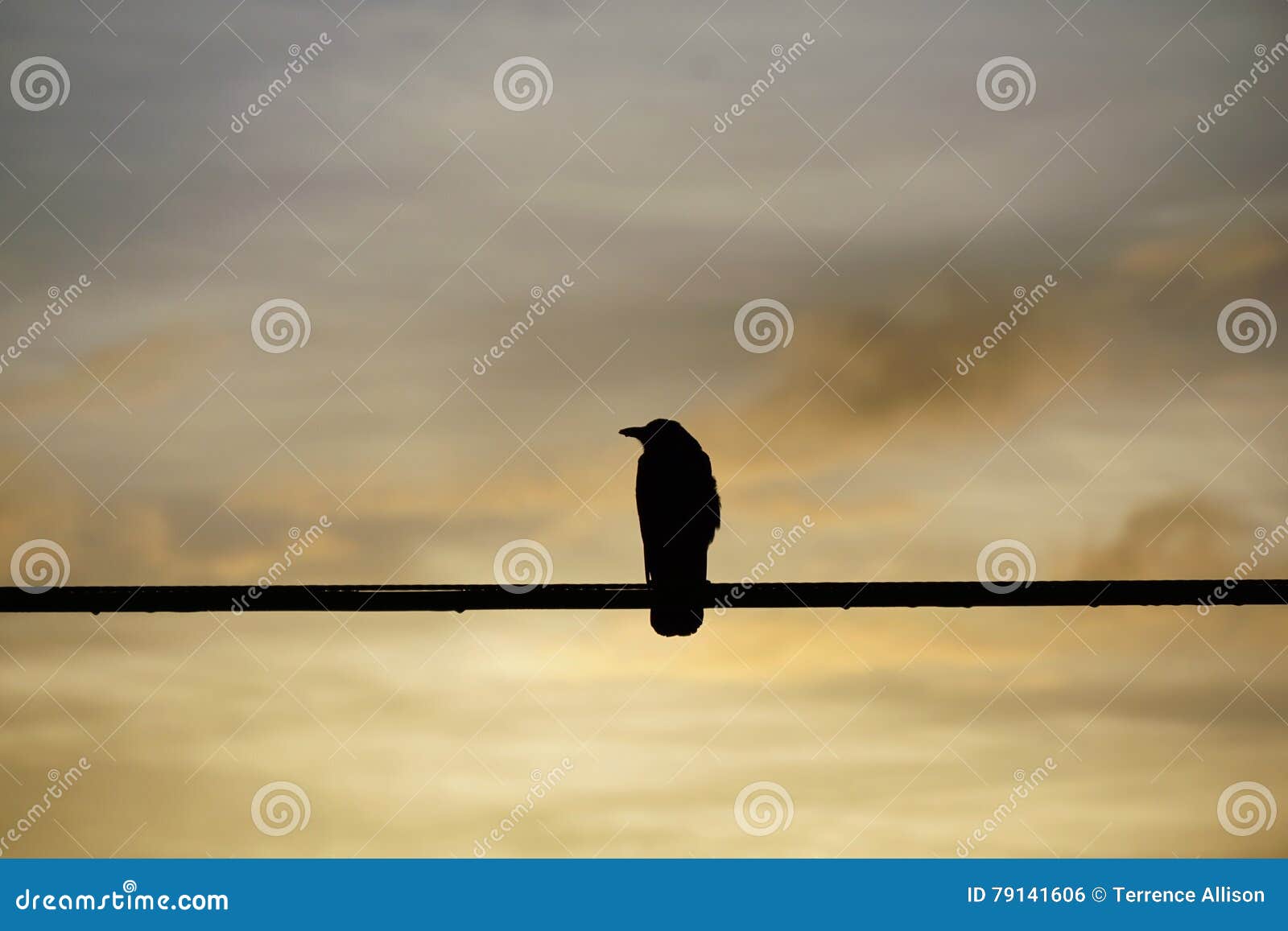 The birds stock photo. Image of powerline, halloween - 79141606