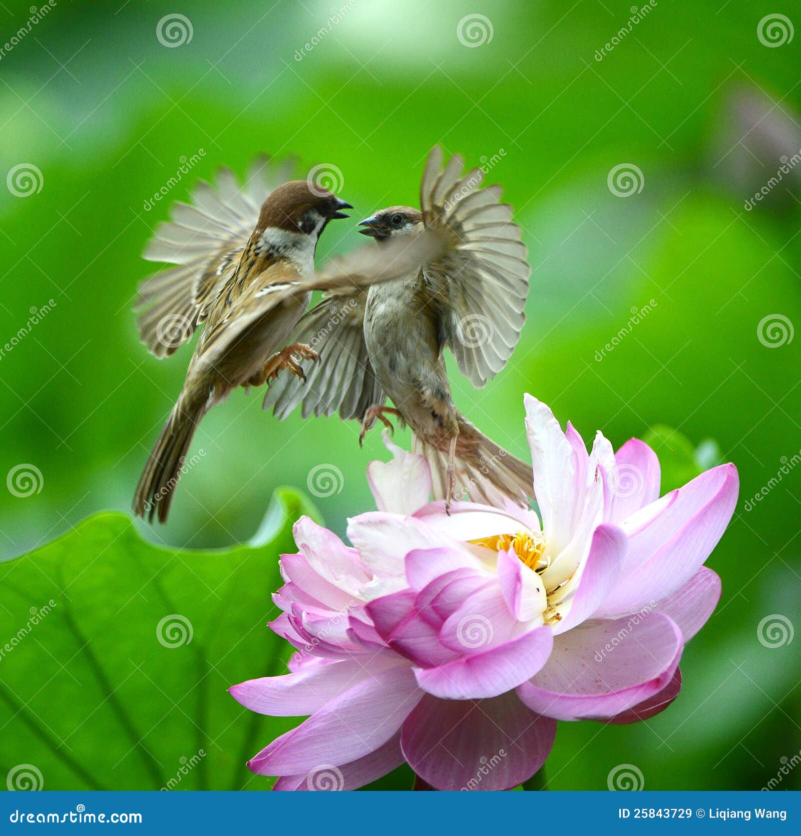 Birds dance stock image. Image of hawthorn, illustrations - 25843729