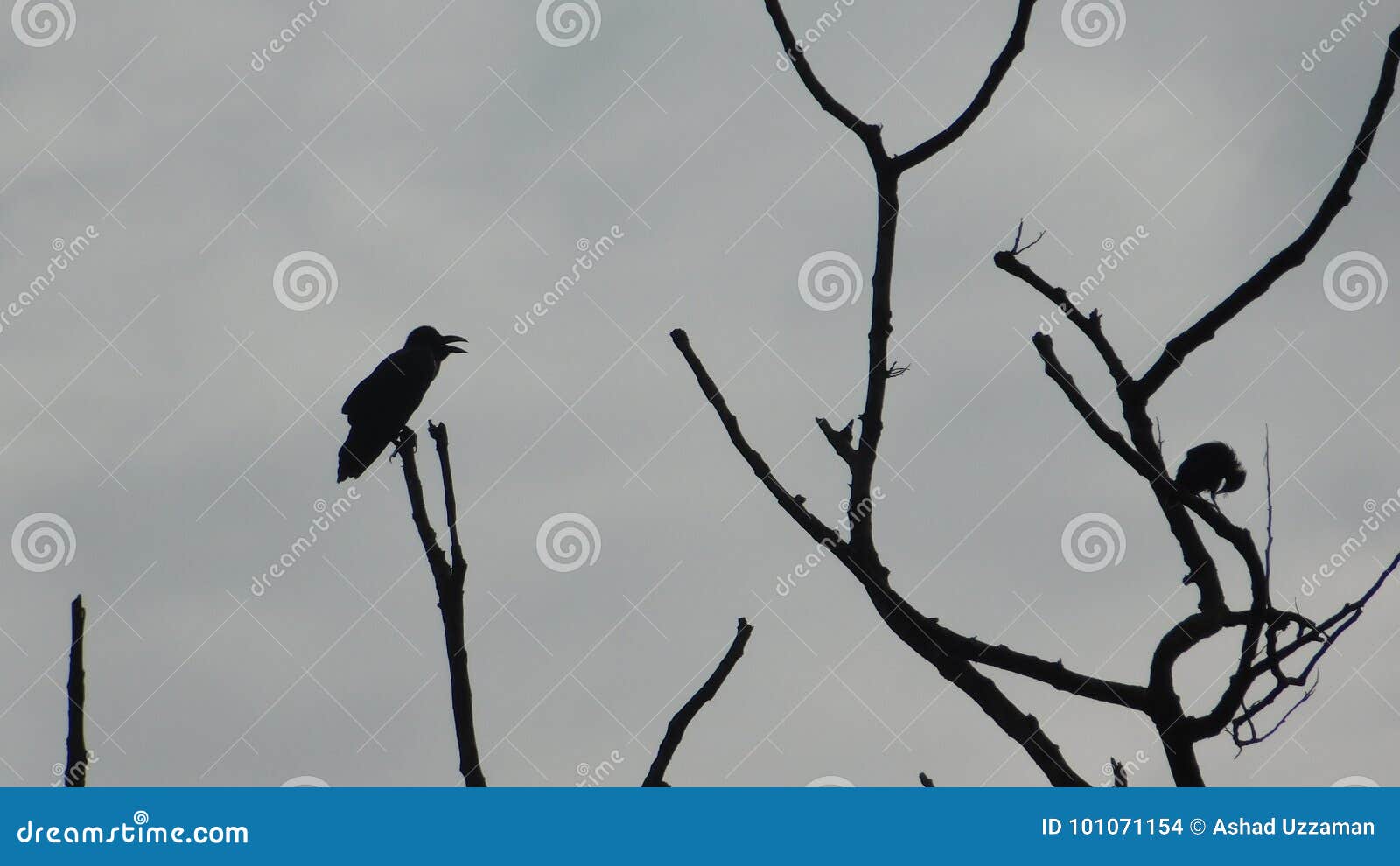 Birds on Dead Tree stock photo. Image of destroyed, nature - 101071154