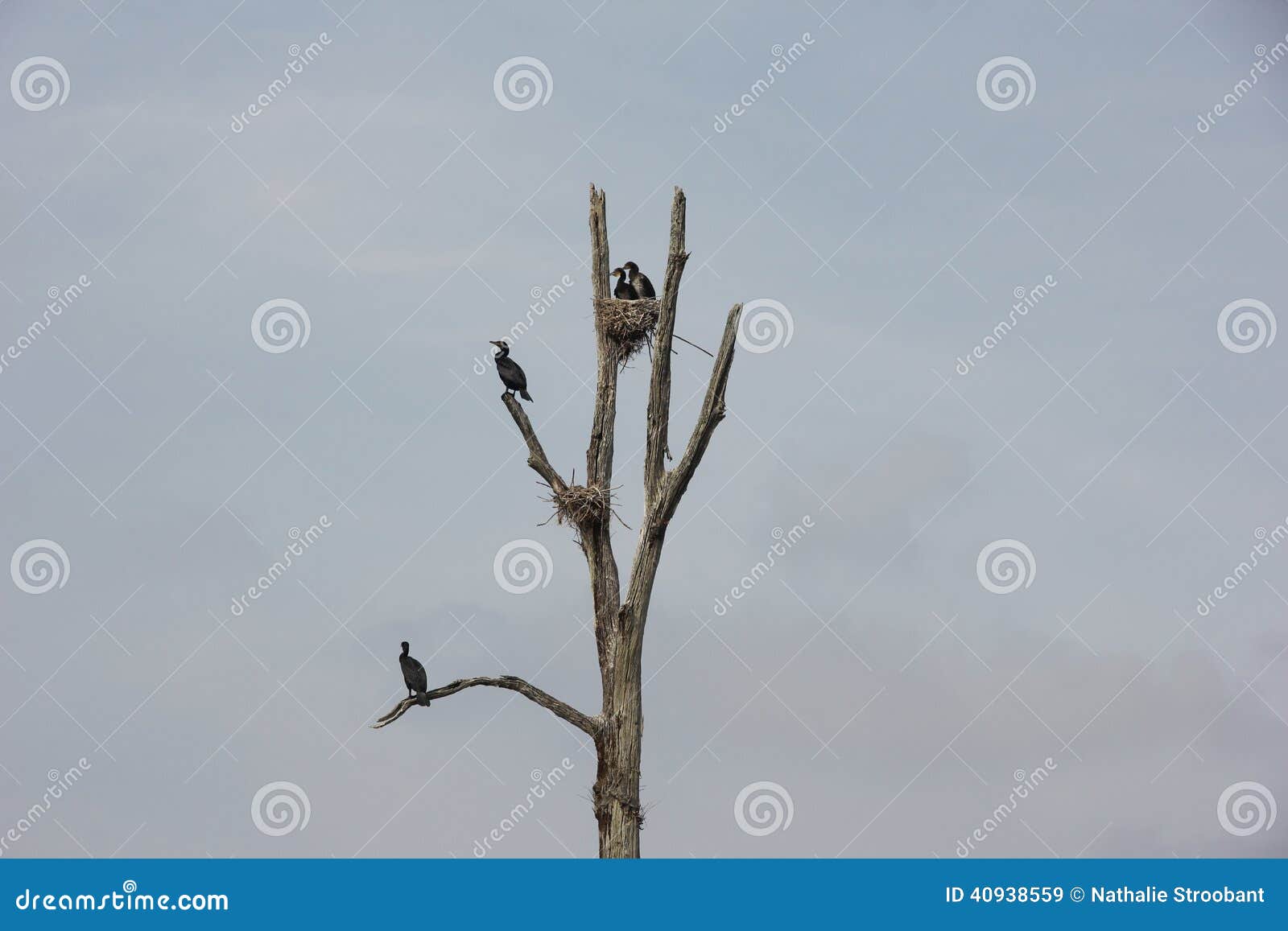 Birds on a dead tree stock image. Image of dead, birds - 40938559