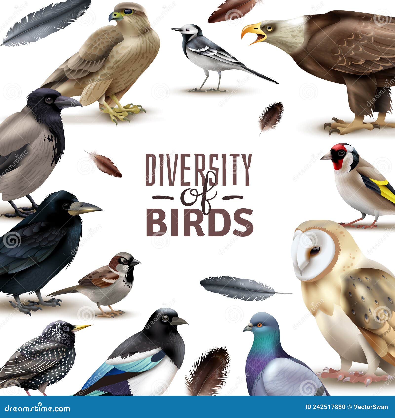 Birds Diversity Frame Composition Stock Vector - Illustration of ...