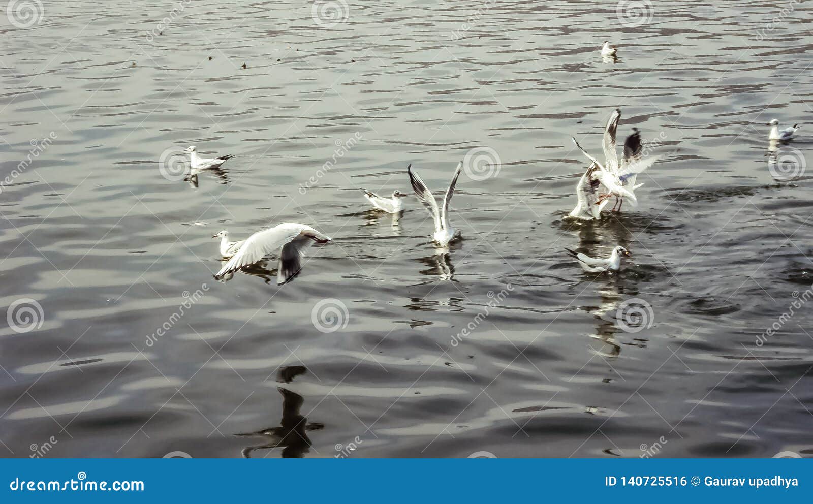 Birds Diving, Flying and Fighting Stock Photo - Image of fighting ...