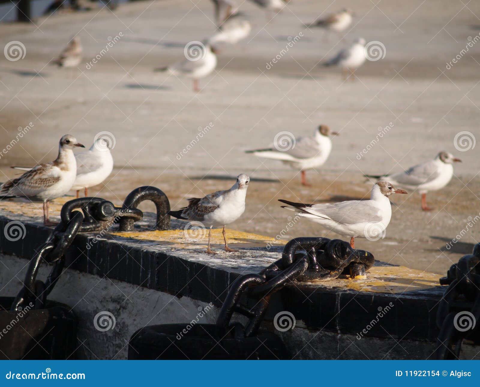 Birds on the dock stock photo. Image of animals, road - 11922154