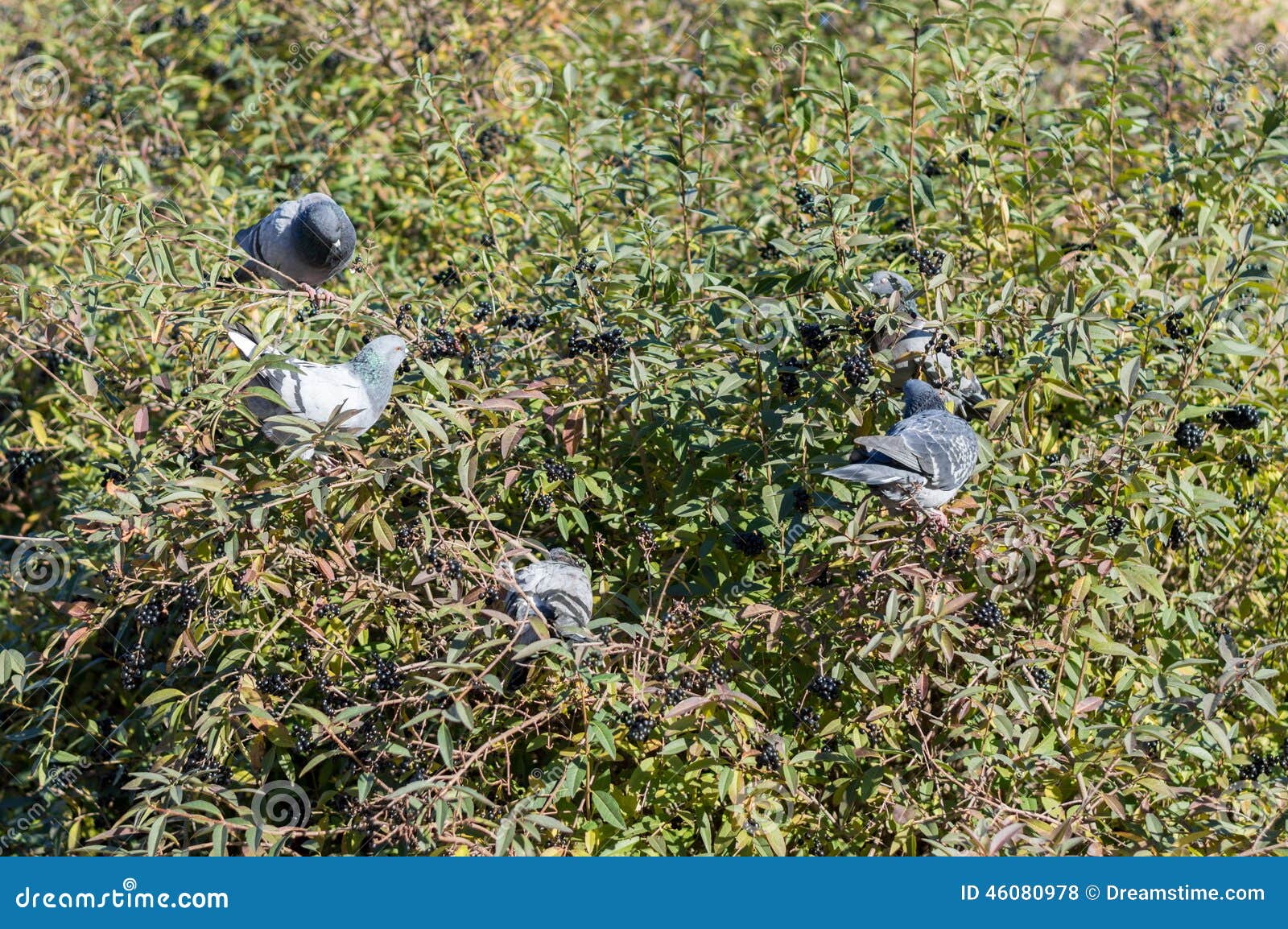 Birds Dove Basking in the Sun Stock Photo - Image of city, plant: 46080978