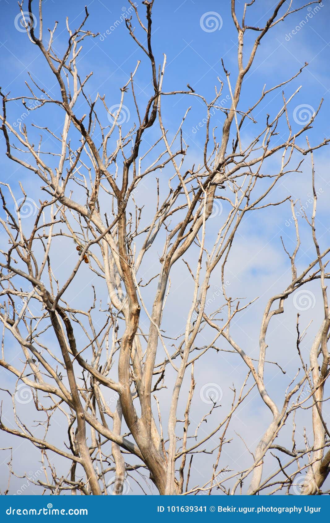Birds on Dried Twigs with Blue Sky. Stock Image - Image of animal, dove ...