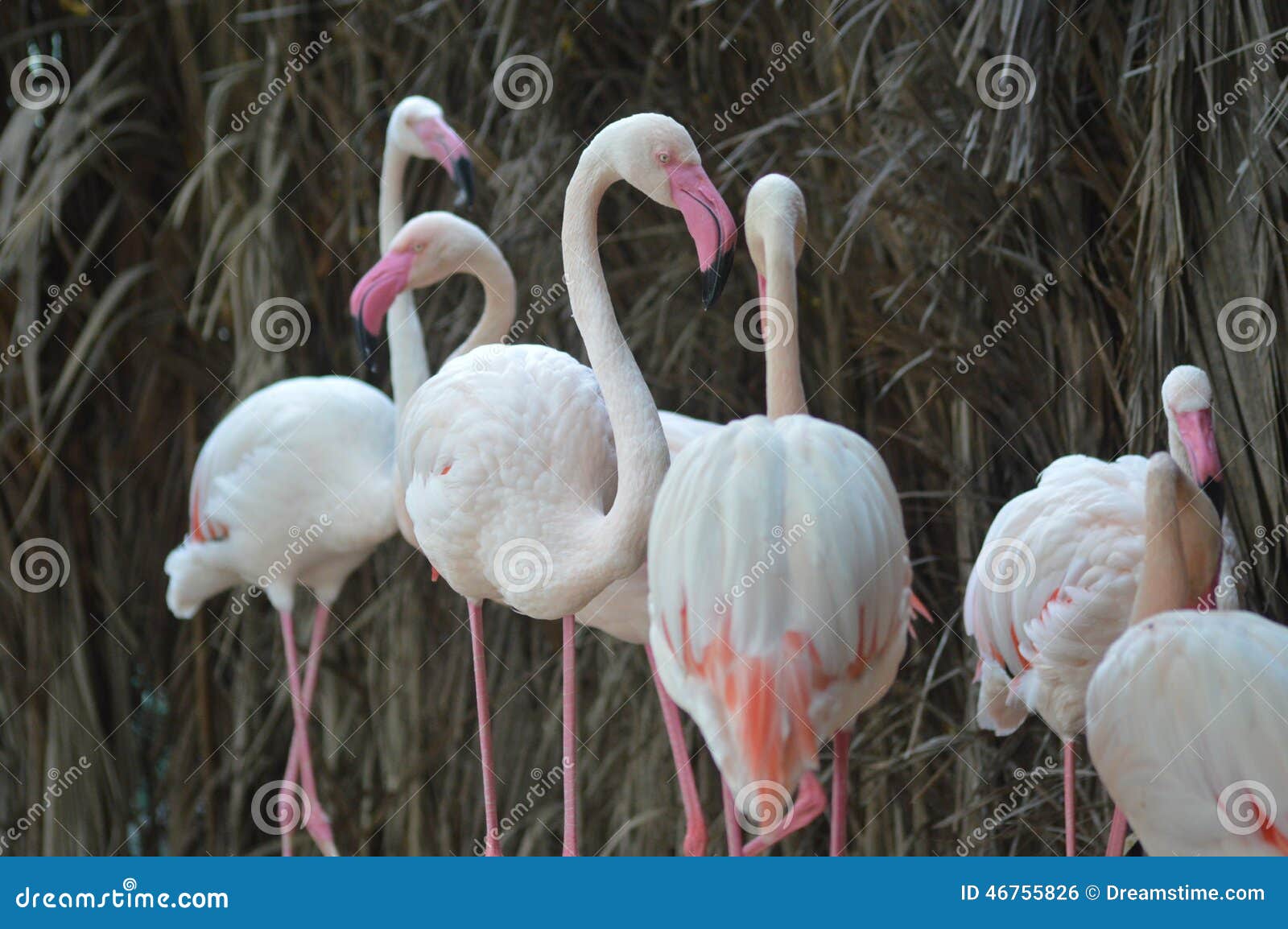 Birds stock photo. Image of dubai, beautiful, creatures - 46755826