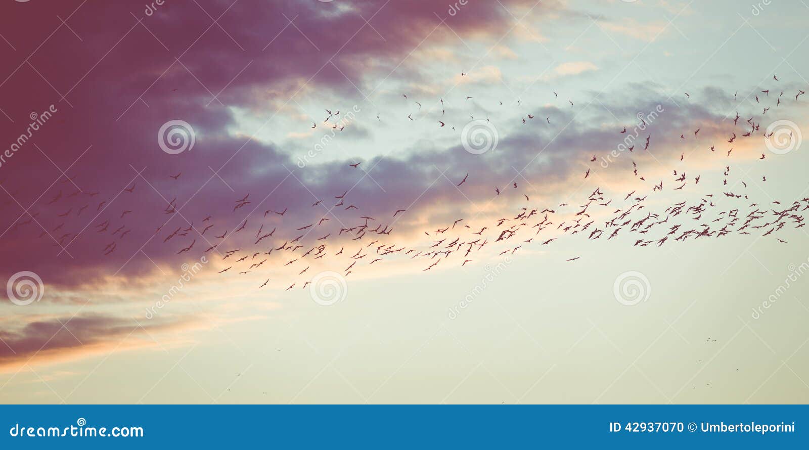 Birds at dusk stock photo. Image of flock, migratory - 42937070
