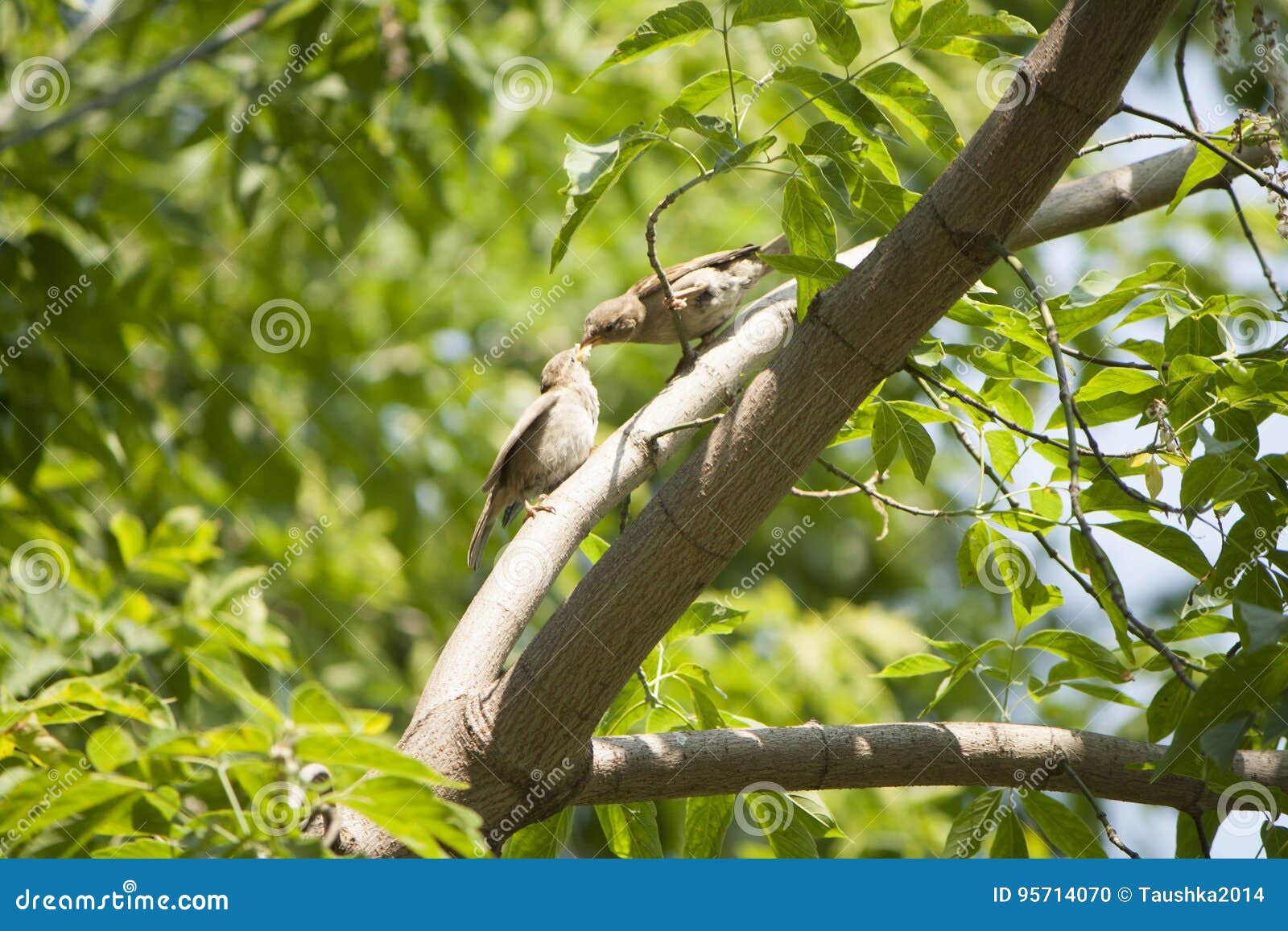 Sparrows Birds Eating on a Tree Stock Photo - Image of summer, brown ...