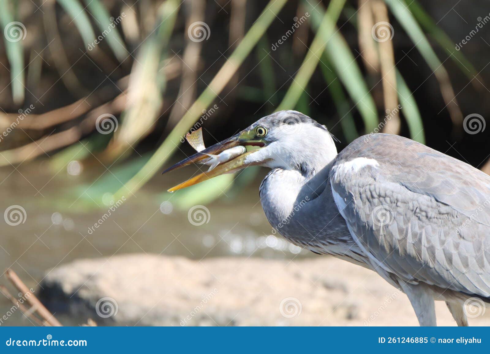 Birds Eat Fish in the River Stock Image - Image of kingfisher, looking ...