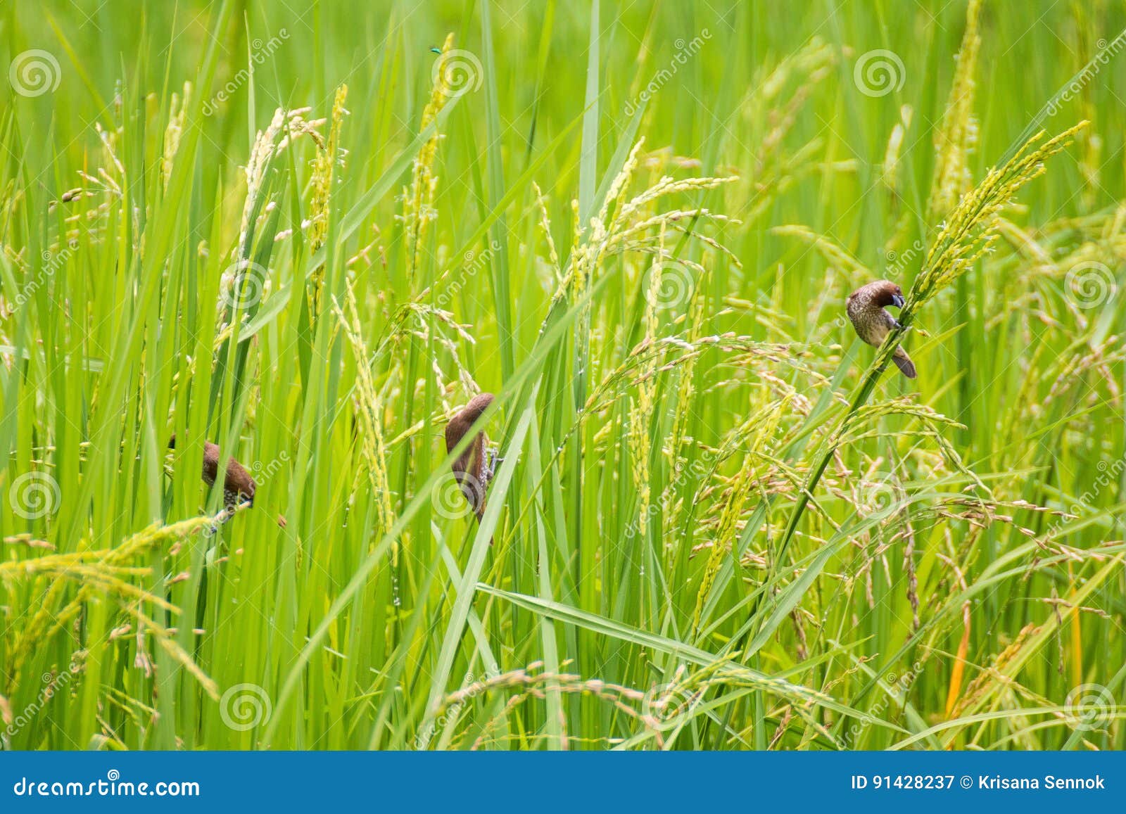 Birds eat in the rice stock image. Image of fast, natural - 91428237