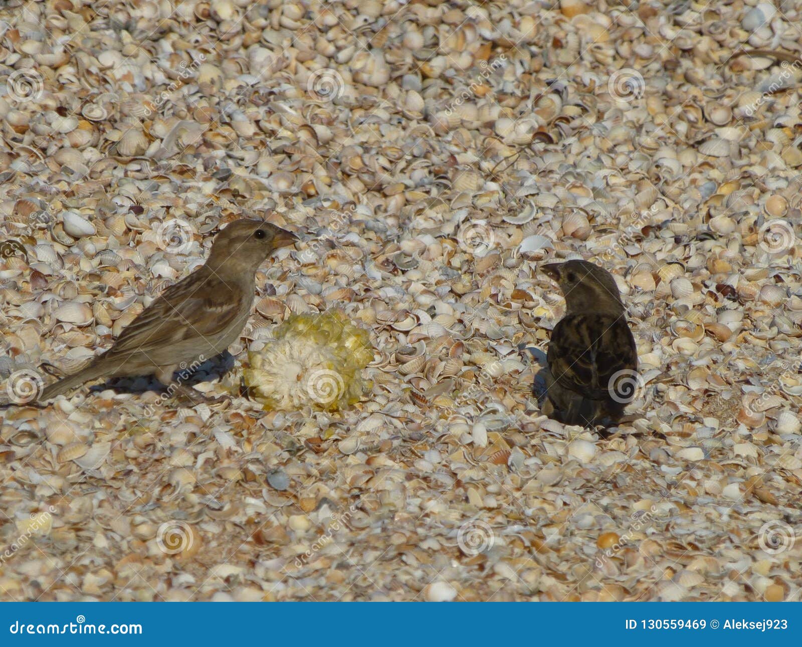 Birds eat together. stock image. Image of sunny, life - 130559469