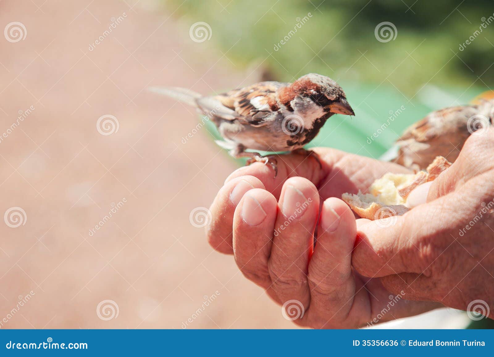 Birds Eating Bread Over Hand of Old Man in a Park. Stock Photo - Image ...