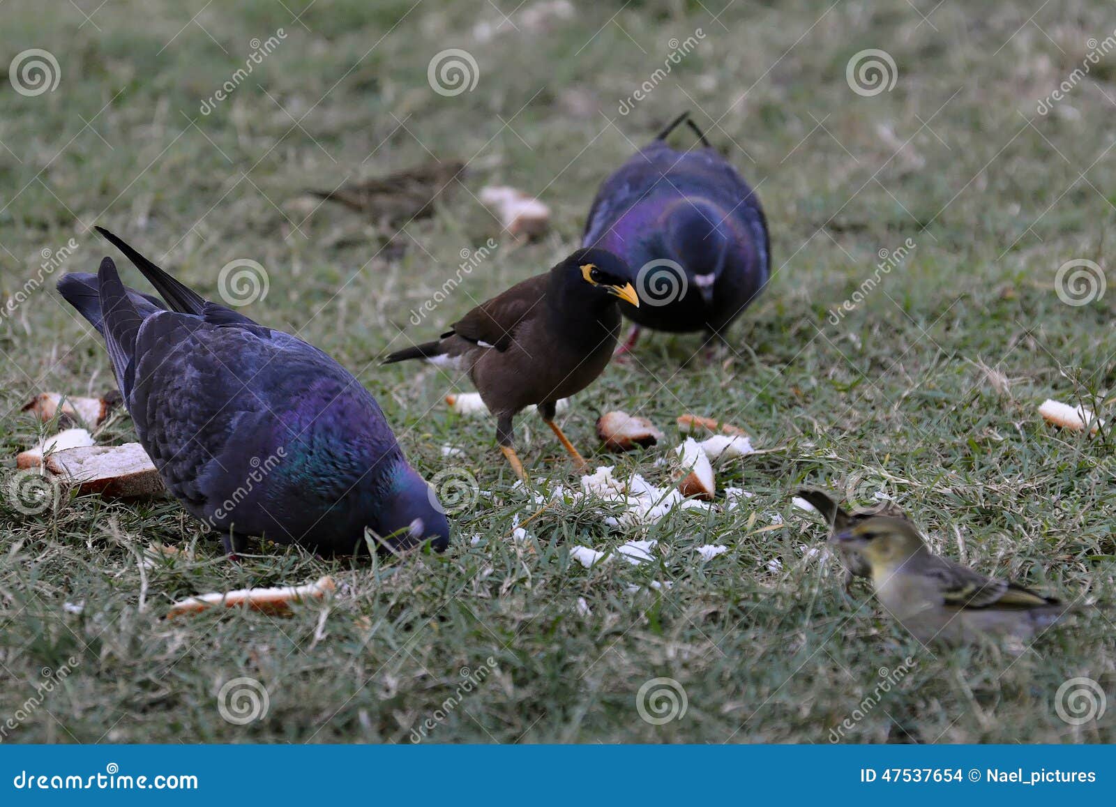 Birds eating bread stock photo. Image of feeding, animal - 47537654