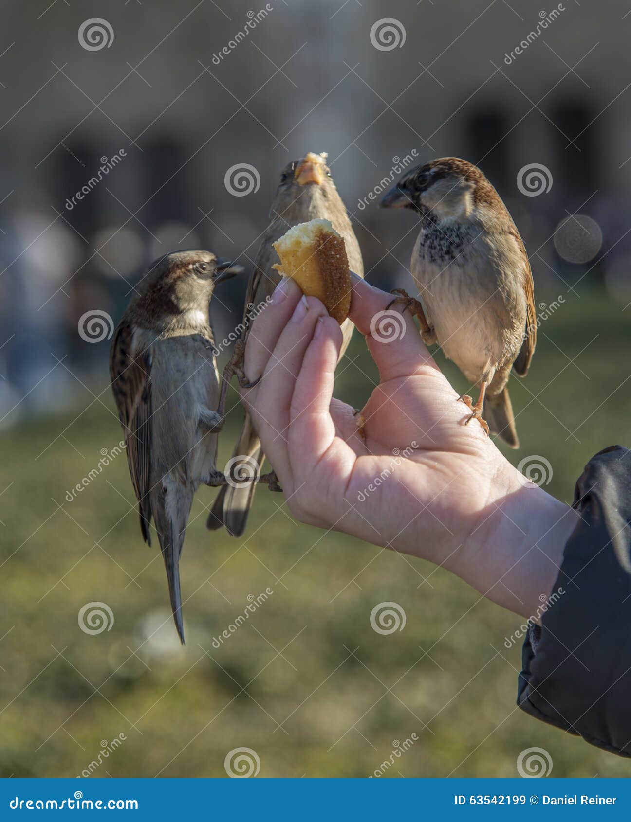 Birds Eating from Child S Hand Stock Image - Image of animal, bread ...