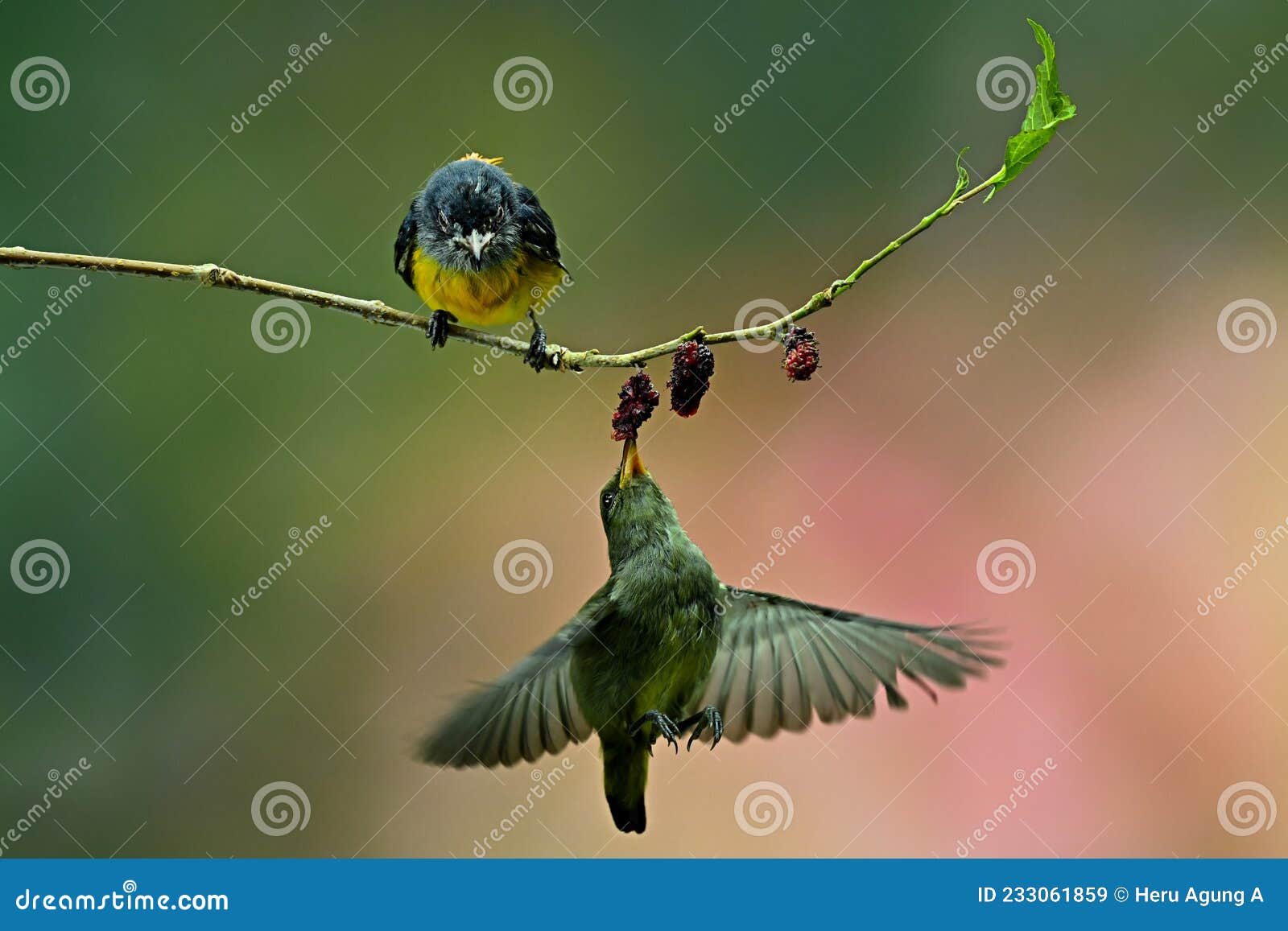 Birds are eating fruit stock image. Image of birdphoyography - 233061859