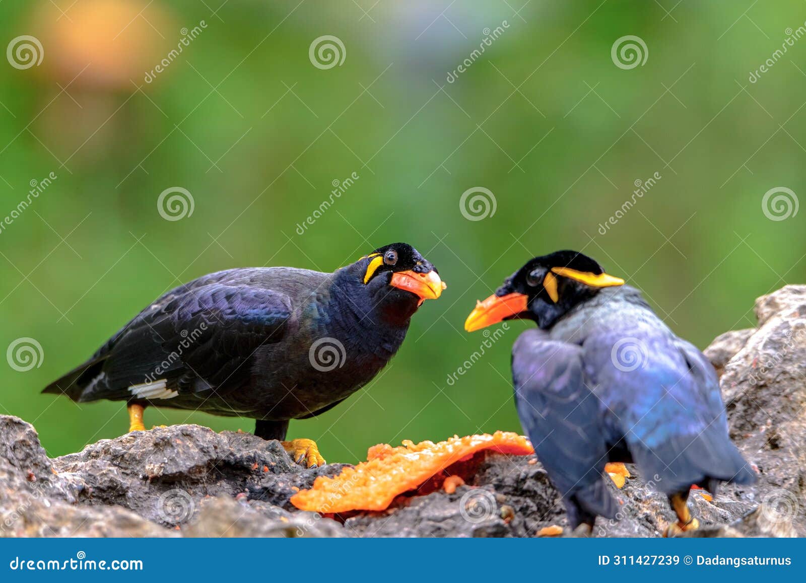 The Birds Eating Fruit and on the Stone. Stock Image - Image of birds ...