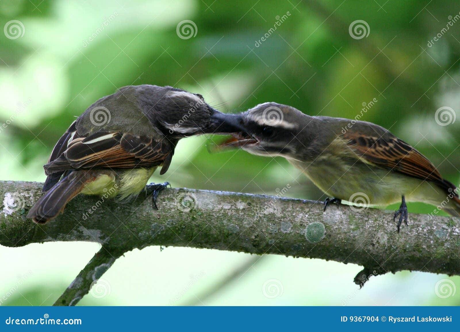 Birds Eating A Moth (5) Picture. Image: 9367904