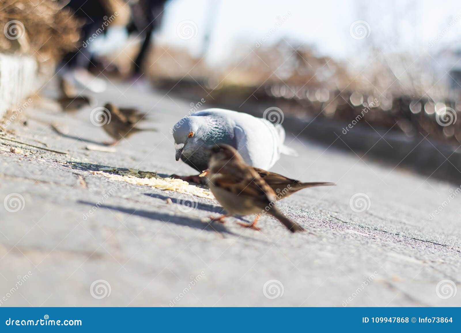 Birds eating in a park stock photo. Image of nature - 109947868