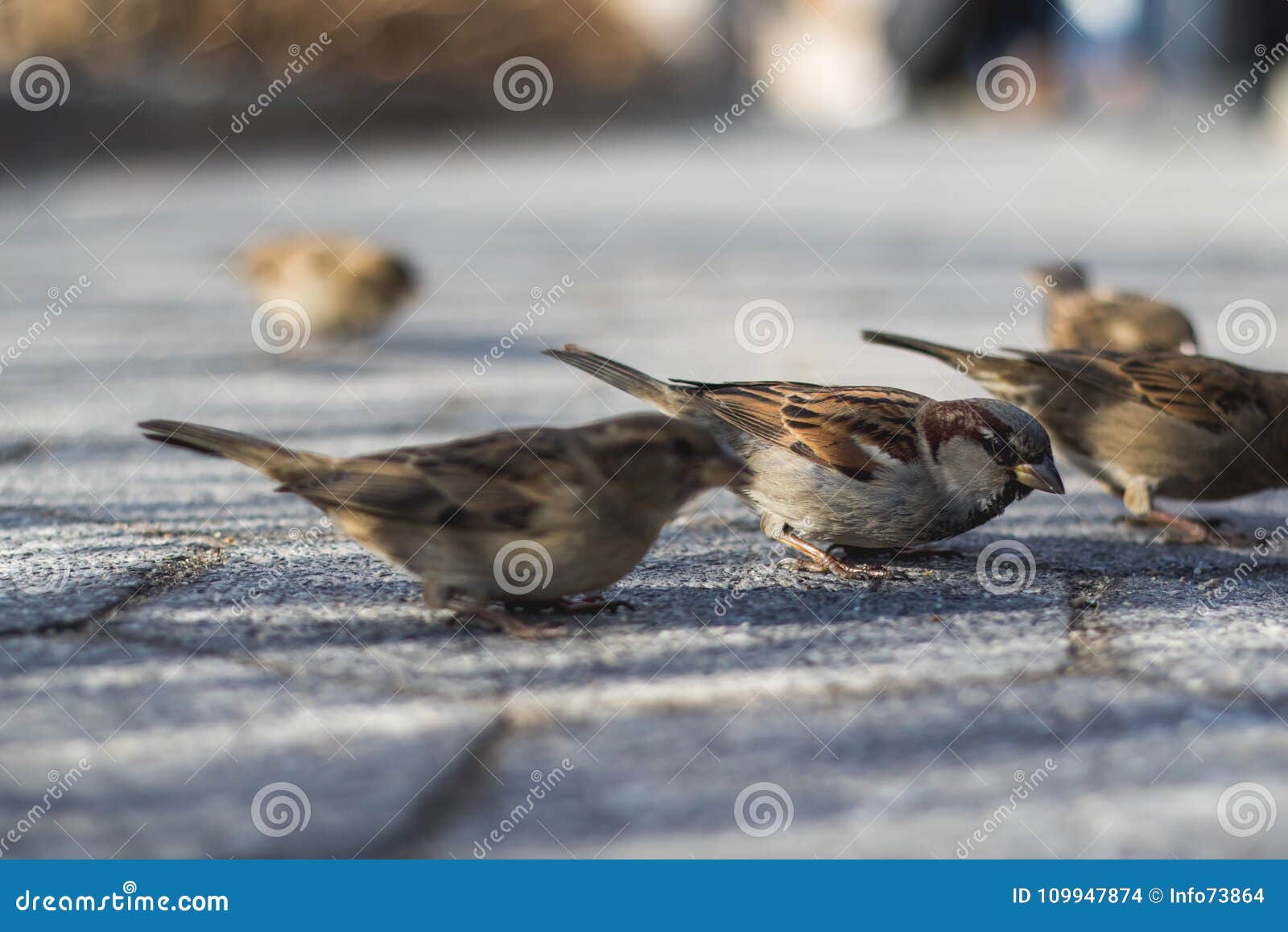 Birds eating in a park stock photo. Image of bench, natural - 109947874