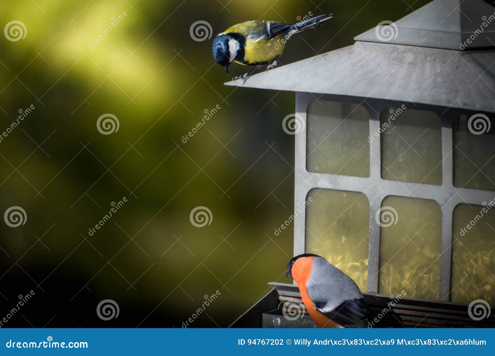 Birds eating stock photo. Image of beautiful, together - 94767202