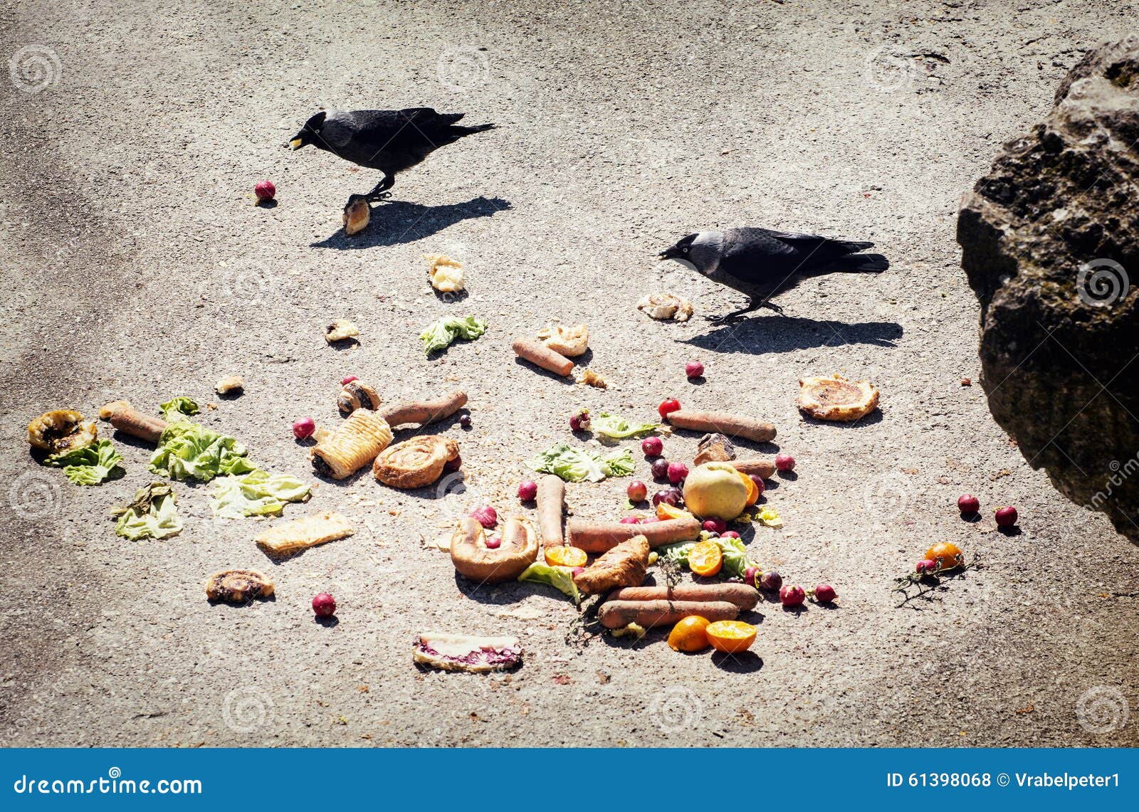 Birds Eating the Vegetable on the Ground Stock Photo - Image of light ...