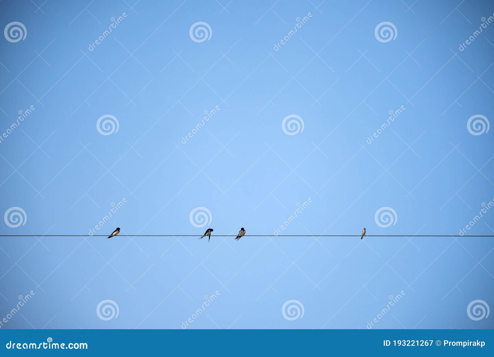 Birds on Elecricity Wire with Blue Sky Stock Image - Image of pigeon ...