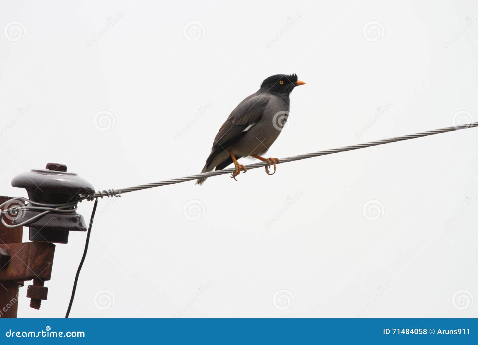 Birds on Electic Cables at Mussoorie, India Stock Photo - Image of ...
