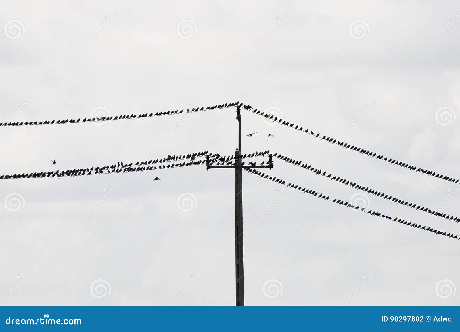 Birds on Electric Cable stock photo. Image of nature - 90297802