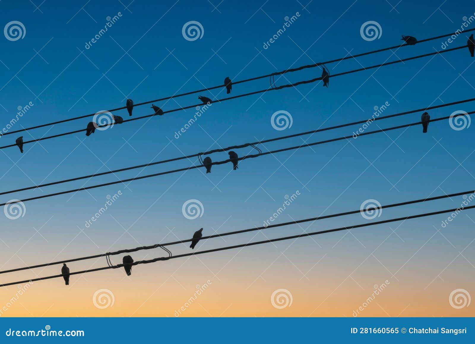 Birds on a Electric Cable Wire Stock Image - Image of line, voltage ...