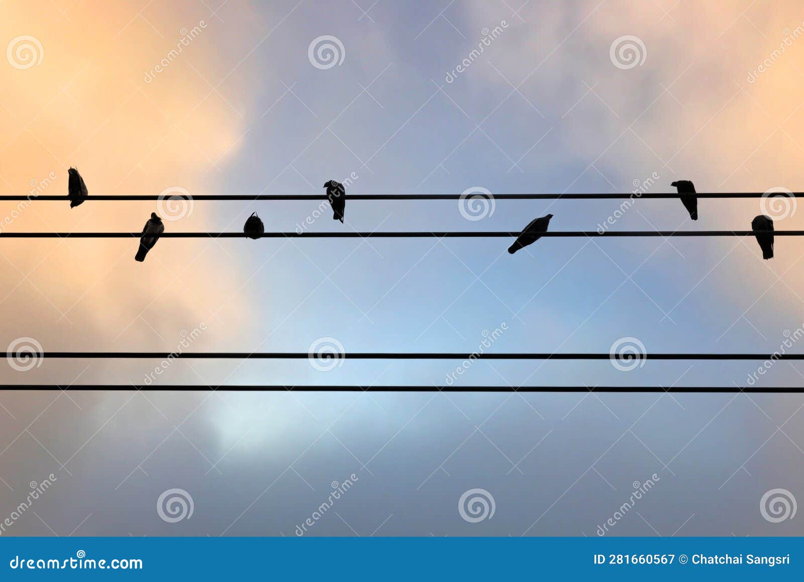 Birds on a Electric Cable Wire Stock Image - Image of animal, blue ...