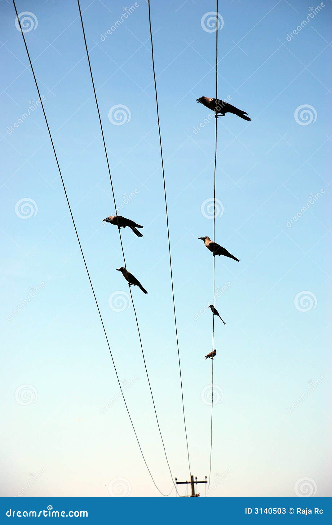 Birds on electric tower stock image. Image of bird, cables - 3140503