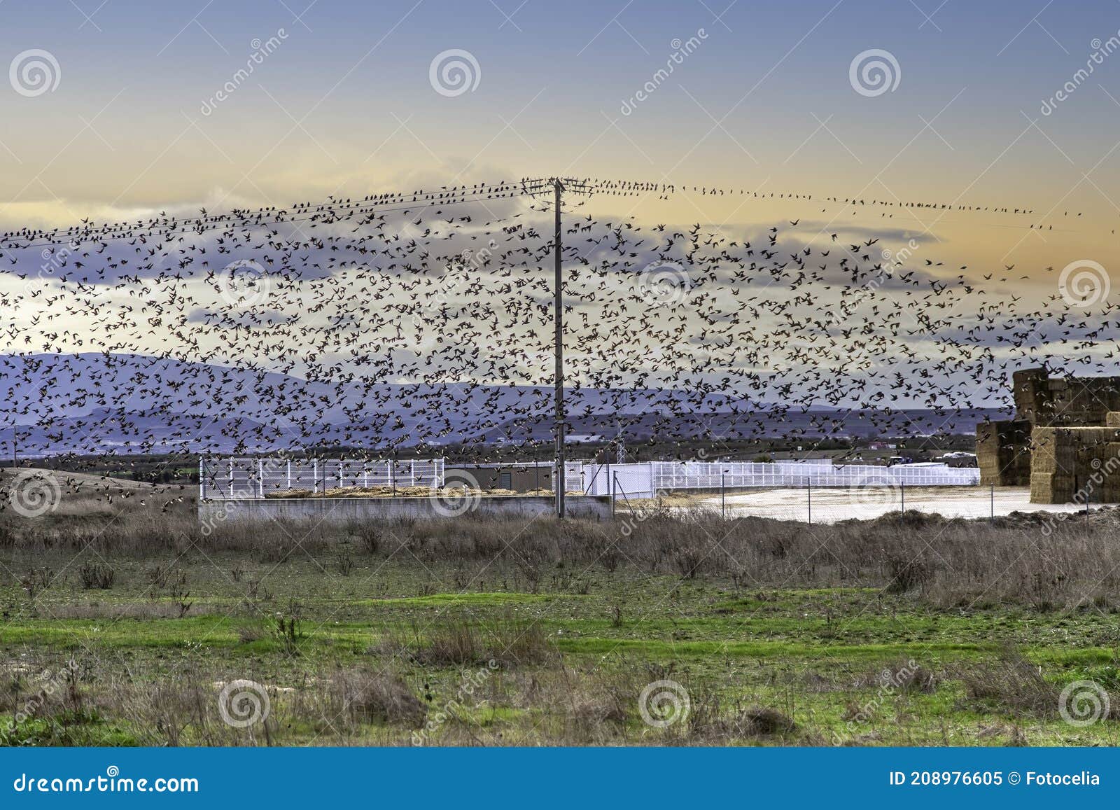 Birds in electric tower stock image. Image of technology - 208976605