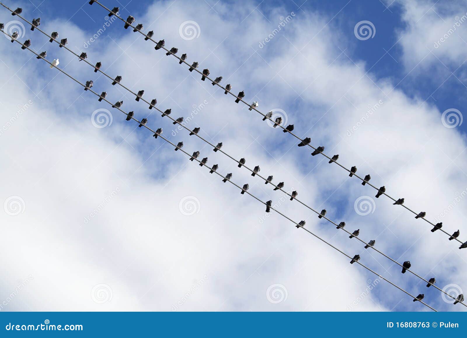 Birds on the electric wire stock image. Image of outdoor - 16808763