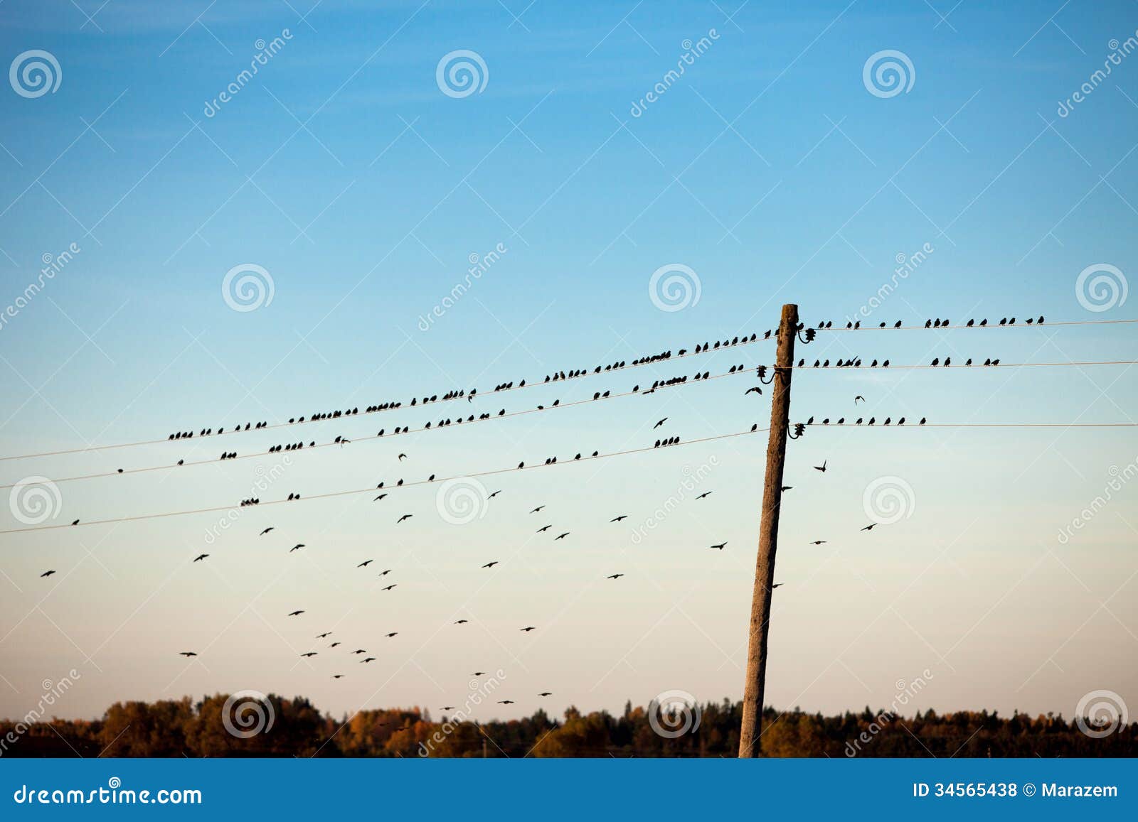 Birds on electric wire stock photo. Image of outdoor - 34565438