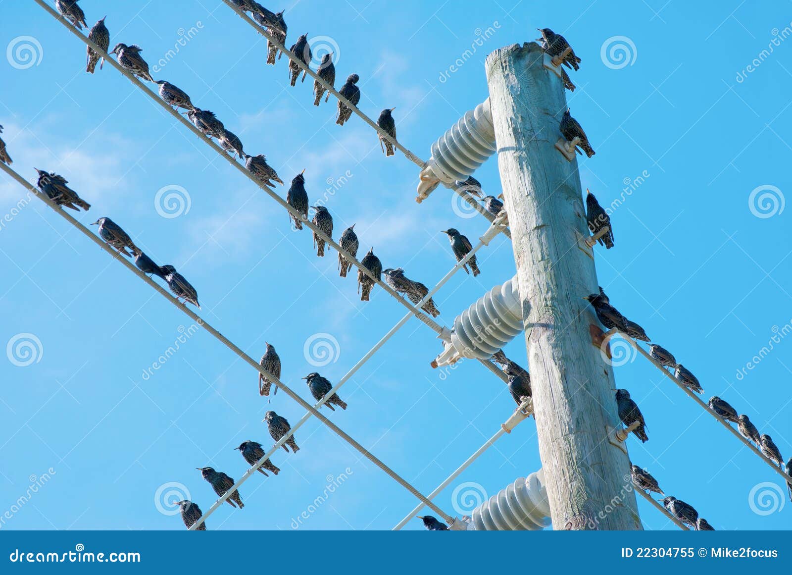 Birds on electrical wire stock image. Image of electrical - 22304755