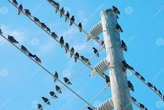 Birds on electrical wire stock image. Image of electrical - 22304755