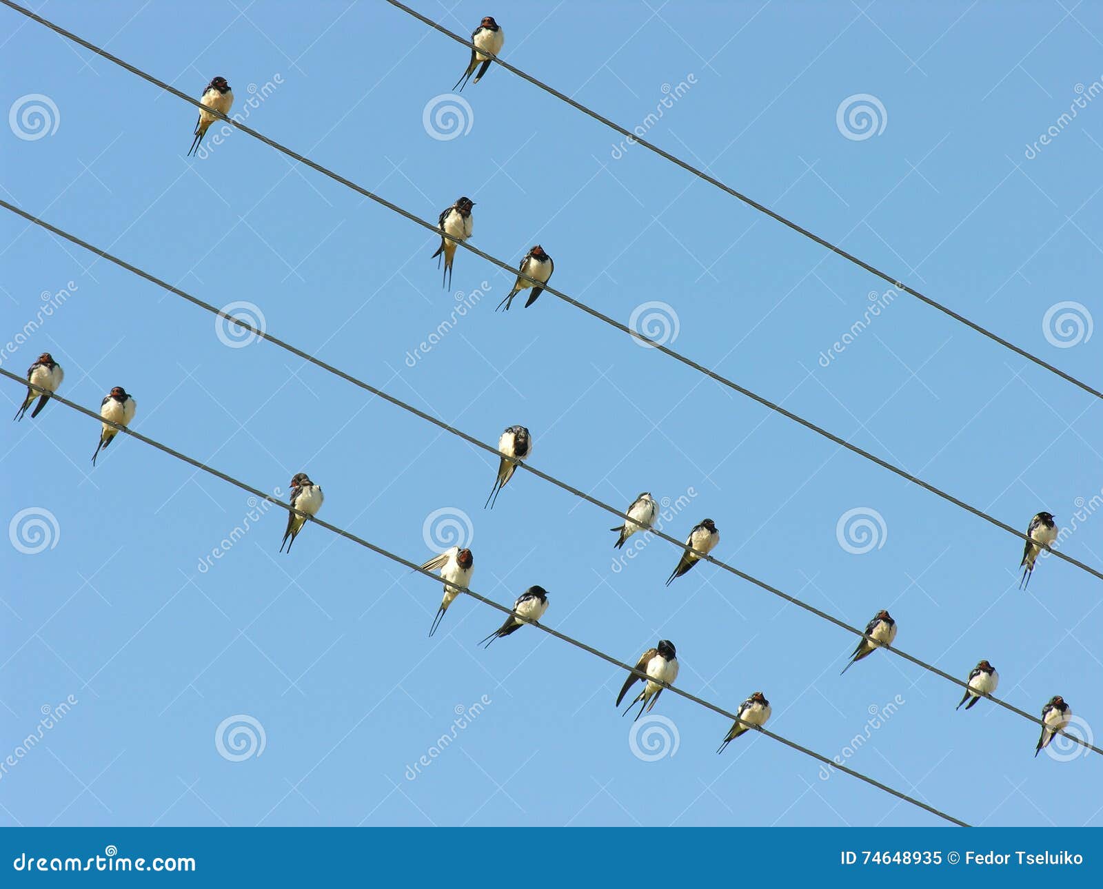 Birds on electrical wires stock image. Image of bird - 74648935