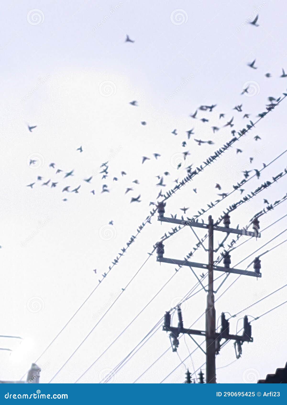 Birds on electricity poles stock image. Image of afternoon - 290695425