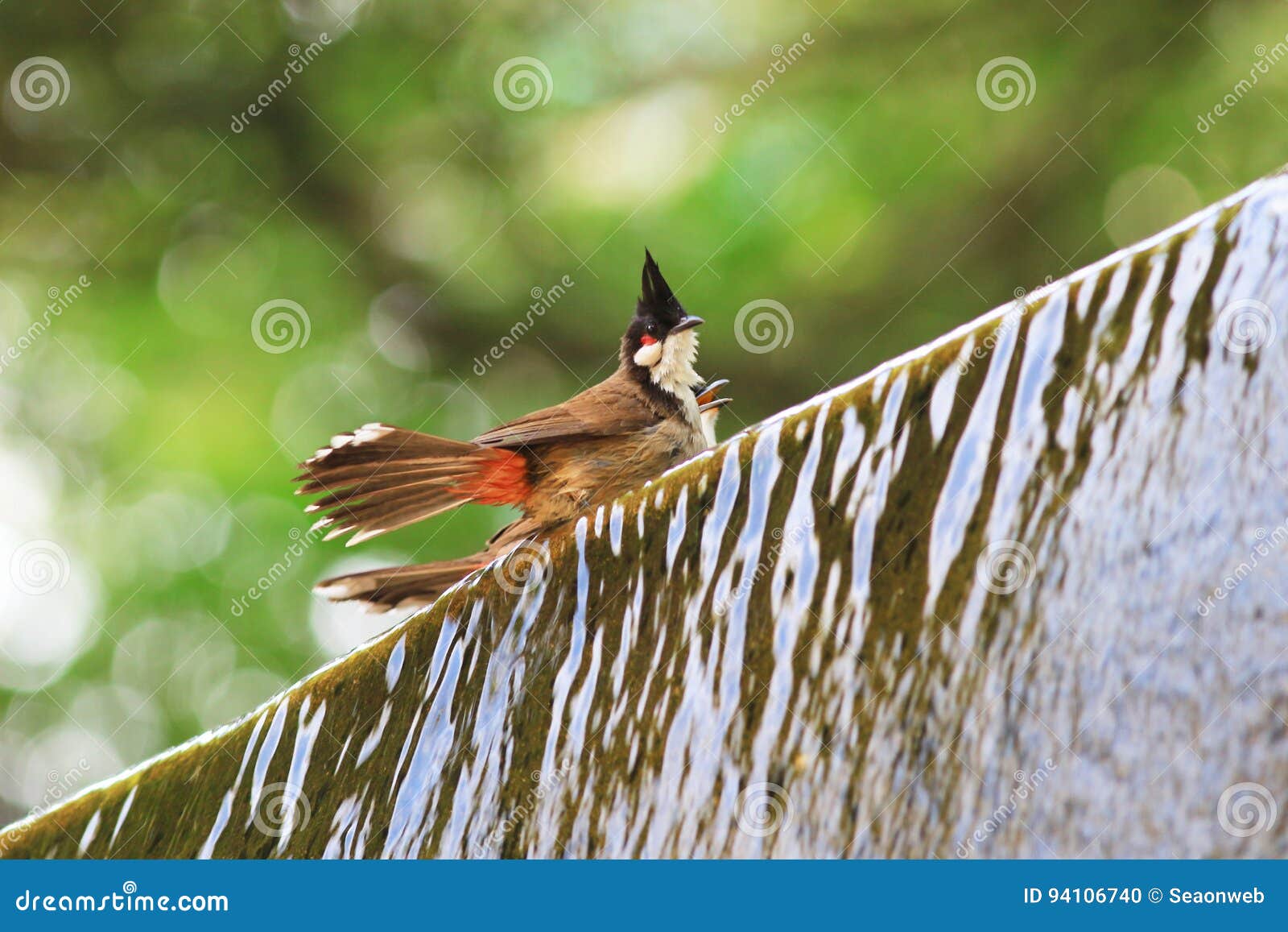 Birds are Enjoying a Wash in a Bird Bath Stock Photo - Image of male ...