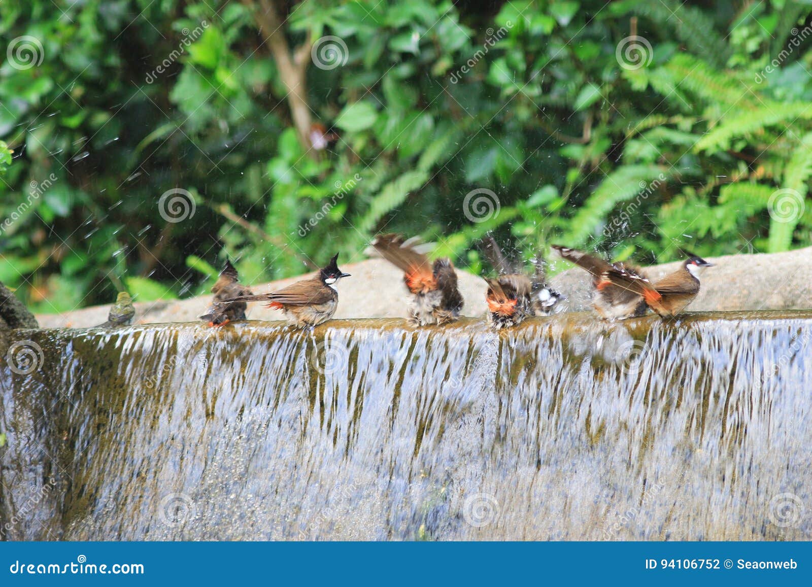 Birds are Enjoying a Wash in a Bird Bath Stock Photo - Image of water ...